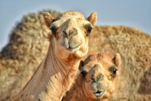 Two cute young camels pose for a desert life self portrait on a warm ...