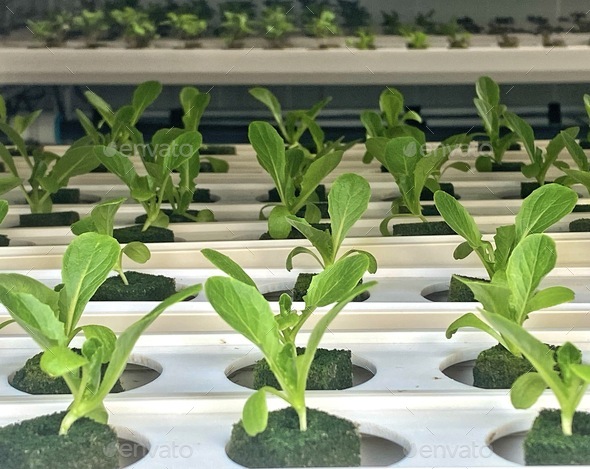 Green plants growing in a climate controlled vertical interior farm ...