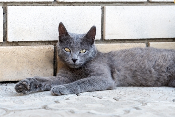 Young grey cat breed Russian Blue lies and relax on pavement near the ...