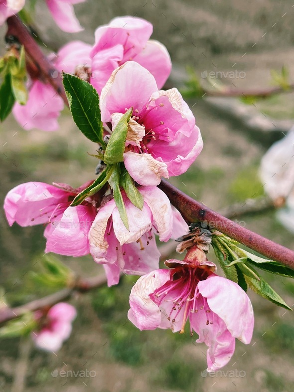 Apricot tree in bloom. Tree in bloom, apricot pink tree flowers Stock ...