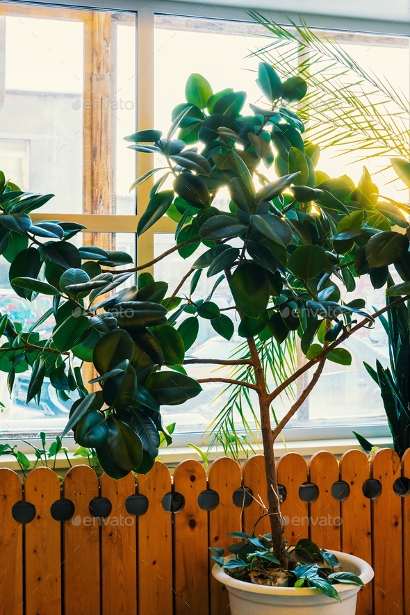 Very big and high ficus elastic plant rubber tree against window with ...