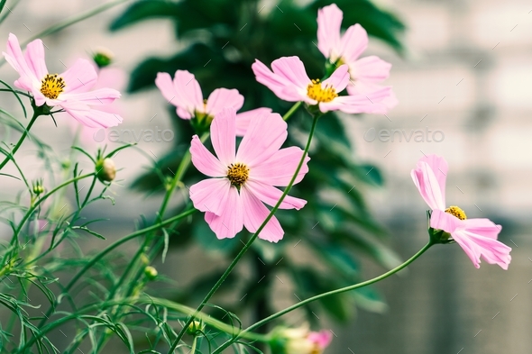 Landscape nature background of beautiful pink cosmos flower field. Stock Photo by VroniV