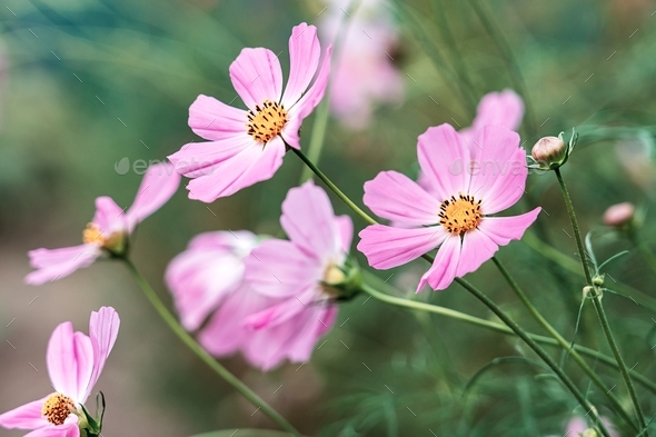 Landscape nature background of beautiful pink cosmos flower field. Stock Photo by VroniV