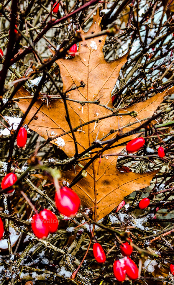 Autumn berry bush with snow Stock Photo by mikehutch40 | PhotoDune