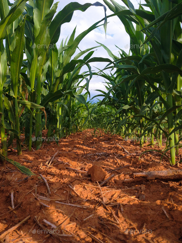 Low ground view of a corn row crop in an agricultural setting for ...