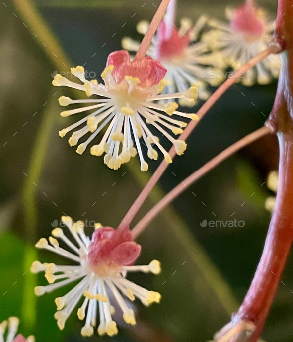 Codiaeum variegation tropical plant male flower of croton or kroton in ...