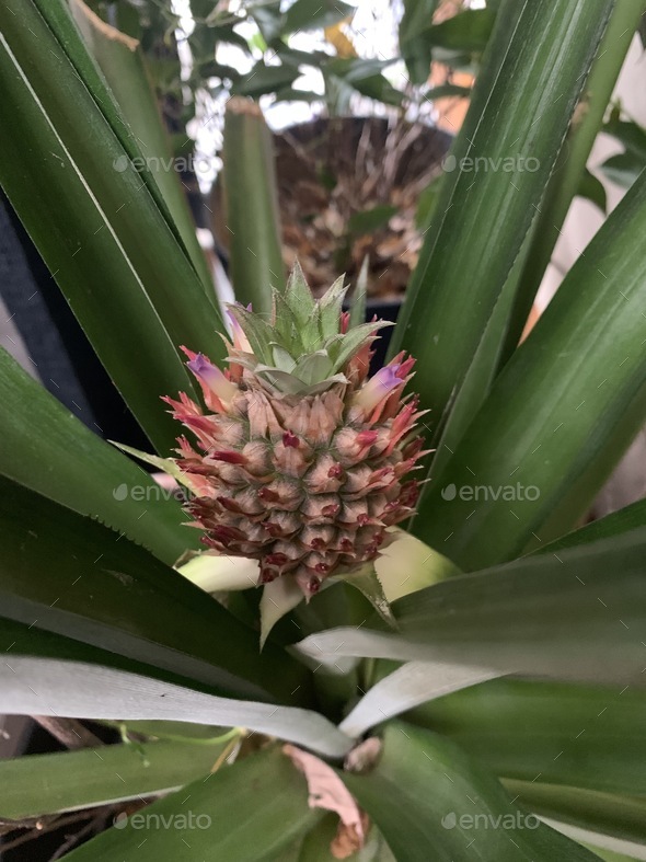 Fresh new pineapple fruit young plant growing in a spiny sharp ...