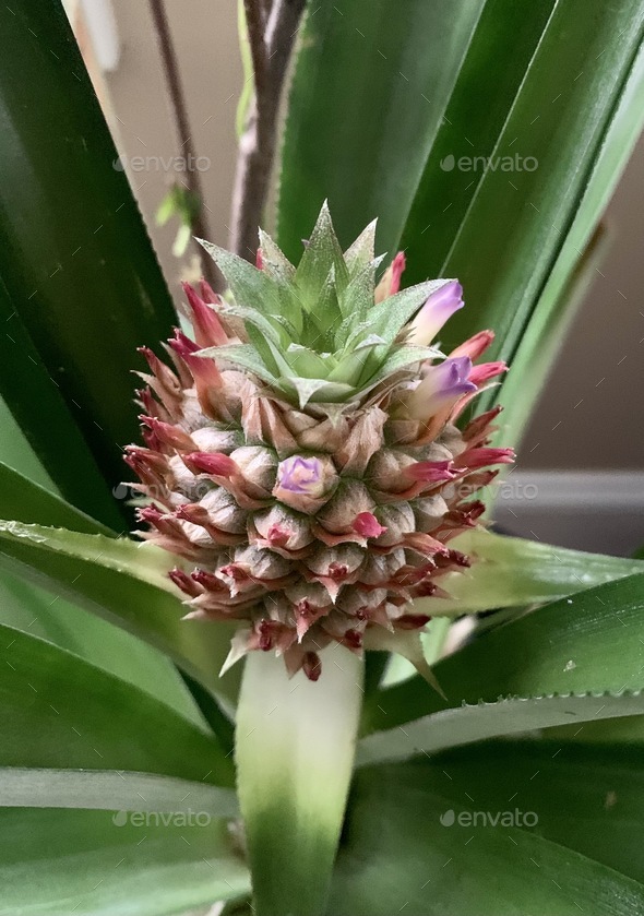 Fresh new pineapple fruit young plant growing in a spiny sharp ...
