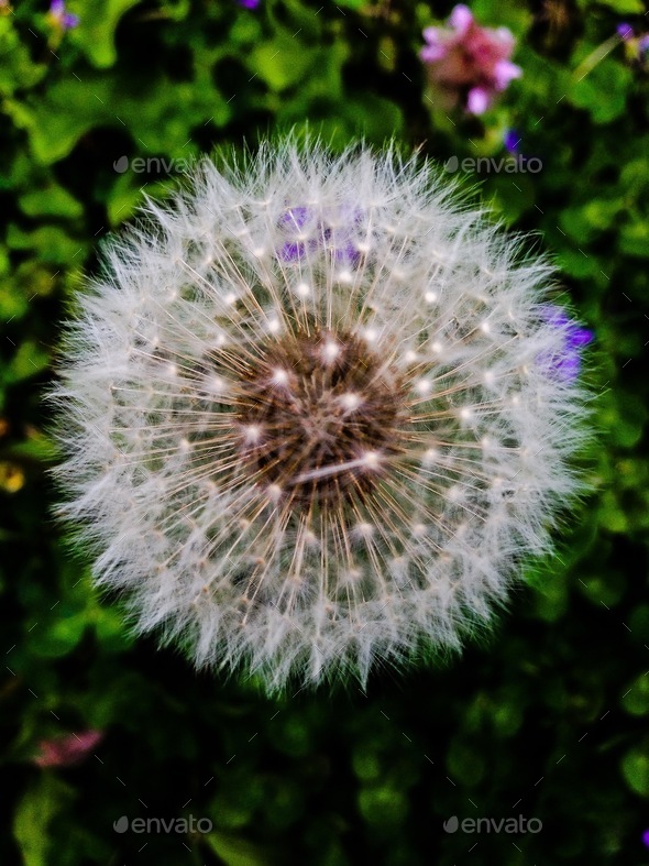 Close up overhead view of dandelion flower seeds ready for takeoff to ...