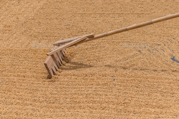 Rice farm, Ancient or old agriculture tools from wood like broom to ...