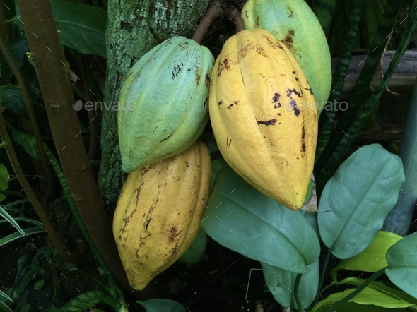 Cocao pods on tree Stock Photo by wolfewithane | PhotoDune