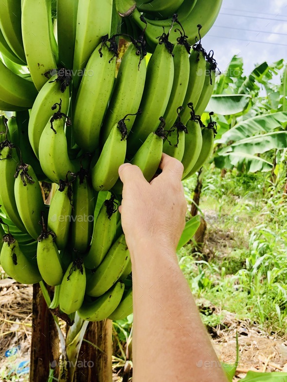 Hand picking a banana from the banana tree. Stock Photo by marisap7