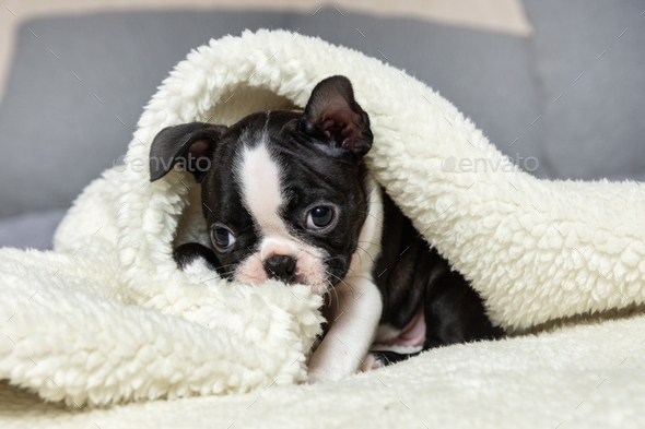 Portrait of a cute little boston terrier puppy sitting on the bed ...
