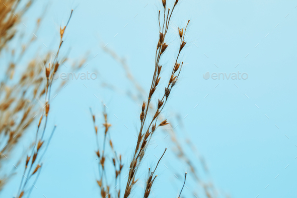 Dry reed, reed seeds. Golden reed grass in the sun against the blue sky ...
