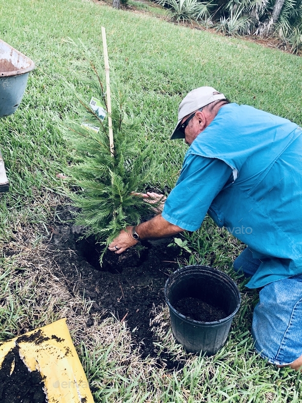Homeowner planting a new tree in his yard. Stock Photo by marisap7