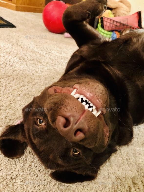 Chocolate lab with a big smily face. Stock Photo by marisap7 | PhotoDune