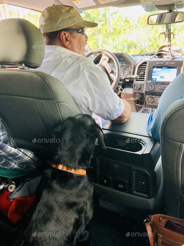 Family pet riding in the backseat while his owner is driving the truck ...