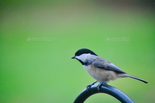 Beautiful small bird on a perch with a green background. Stock Photo by ...