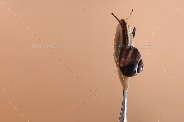 live snail on a fork close-up. mock up Stock Photo by ja-aljona | PhotoDune