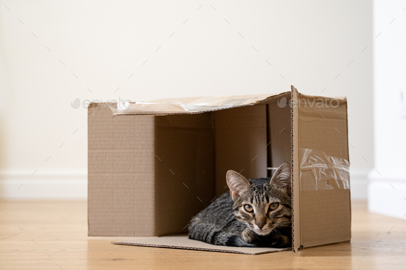 Funny tabby cat in a cardboard box on the floor. Parcel with pet friend ...