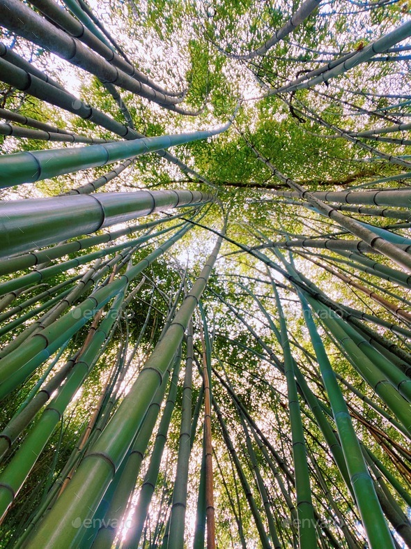 bamboo trees, view from below Stock Photo by yusupovai | PhotoDune