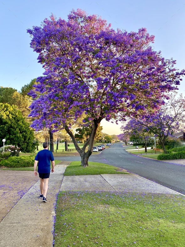 Australia's beautiful jacaranda trees. Stock Photo by Javanng | PhotoDune