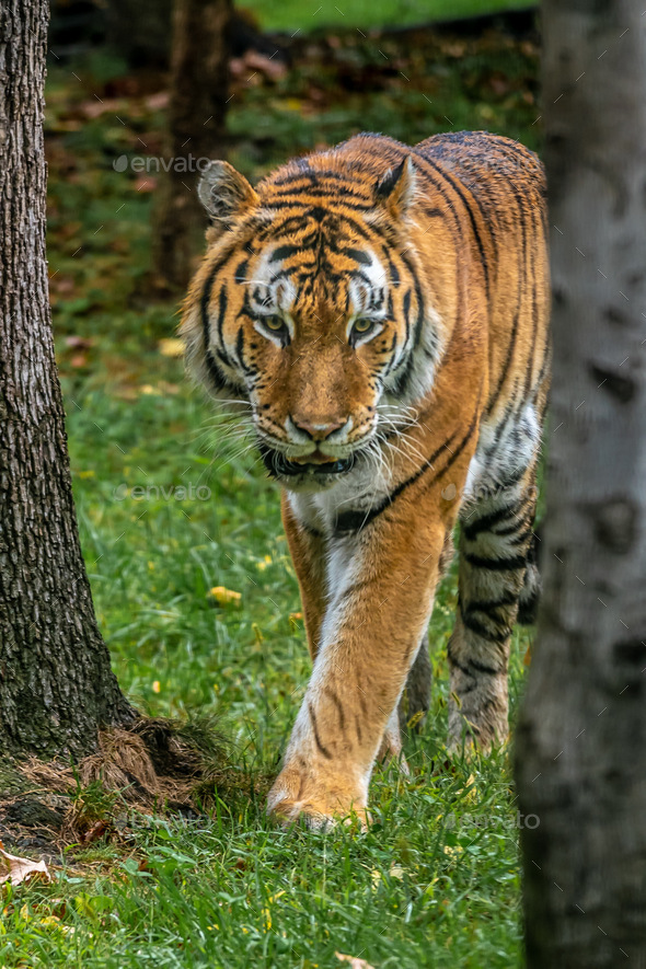 A Tiger creeping behind a tree. Stock Photo by Javanng | PhotoDune