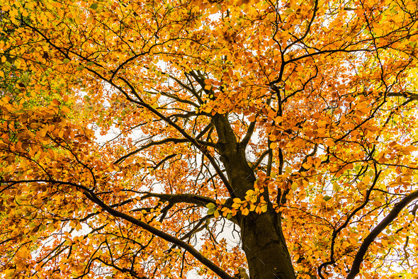 Looking up at Autumn leaves on a tall tree. Stock Photo by Javanng
