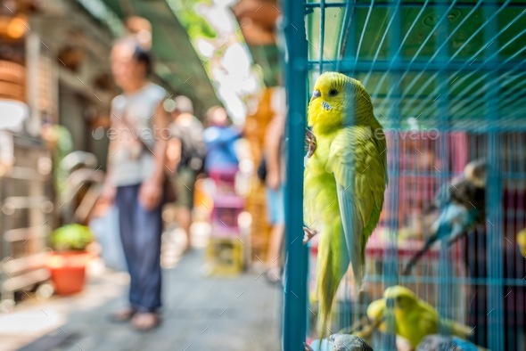 The Hong Kong Bird Market in Mong Kok known as the Yuen Po Bird Garden ...