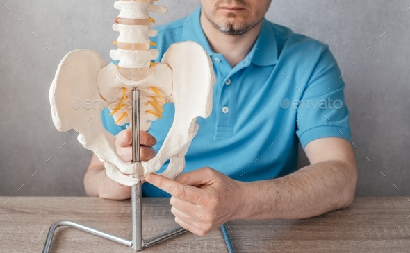 Close up of male doctor's hand pointing at pubic symphysis bone on a ...