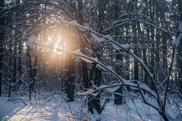 Setting sun rays in winter forest, beautiful winter scenery of tree ...