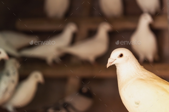 white homing pigeons on a domestic pigeon breeding farm. Stock Photo by ...