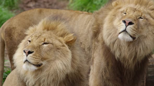 rogue lion brother smelling the air for prey together, Stock Footage