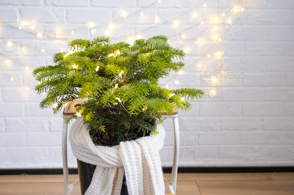 Indoor natural fir in pot is decorated balls like Christmas tree with ...