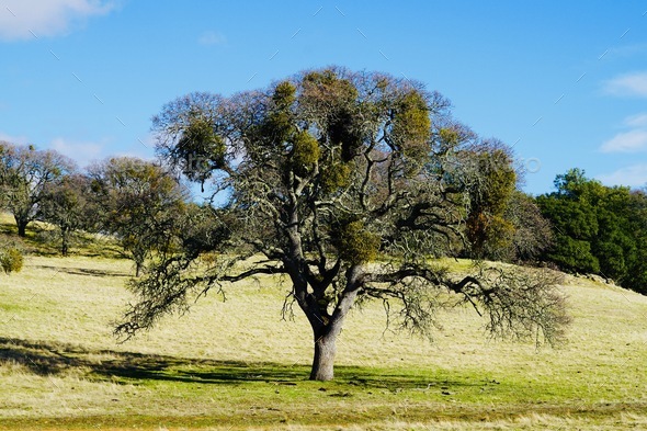 Old dying oak tree with large balls of mistletoe growing on branches ...