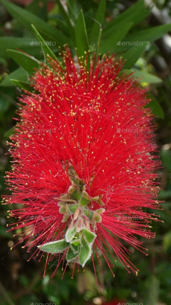 red callistemon bottlebrush flower against green leaf background Stock ...