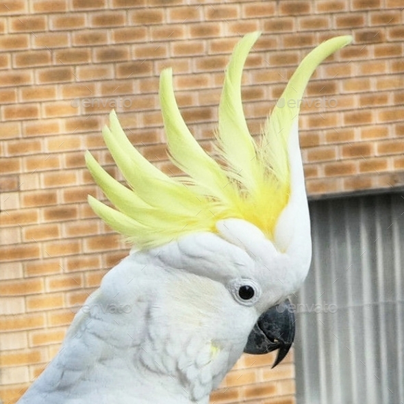 Side view of cockatoo bird with raised yellow feathers against brick ...