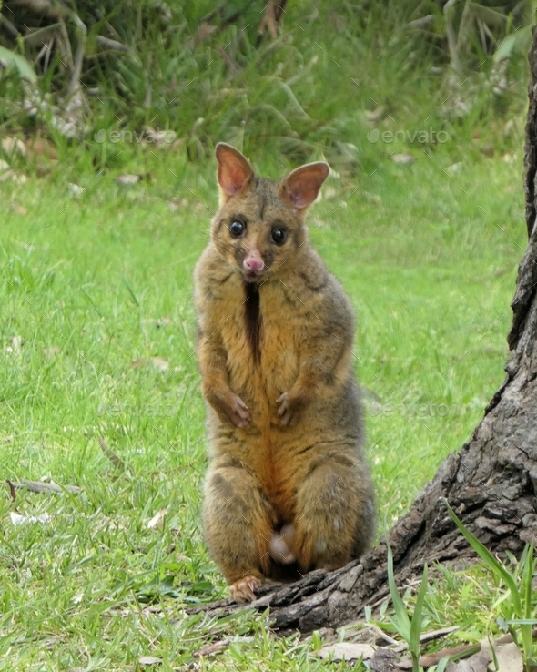 Brushtail possum standing on hind legs looking at camera Stock Photo by ...