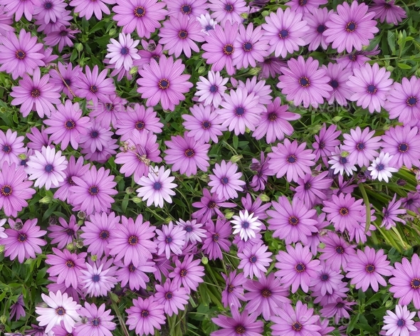 purple daisy flowers,full frame background Stock Photo by Angela_Sikiric