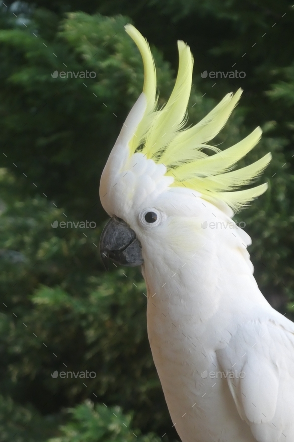 Cockatoo bird,portrait,side view with raised yellow feathers,natural ...