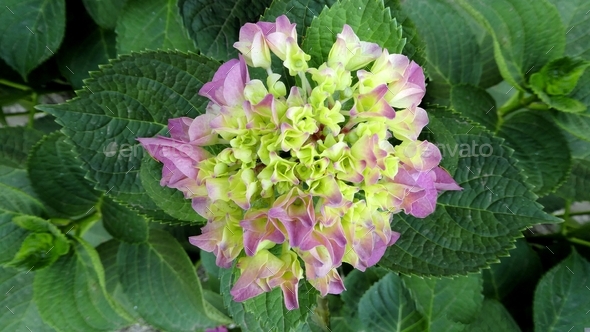 Hydrangea plant with new growth ,flowers in pre-bloom Stock Photo by ...