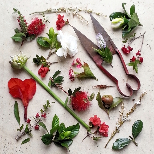 Flower flat lay Stock Photo by Angela_Sikiric | PhotoDune