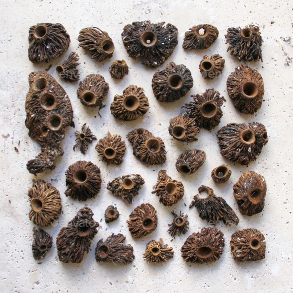 creative beach art made with natural brown kelp seaweed Stock Photo by ...