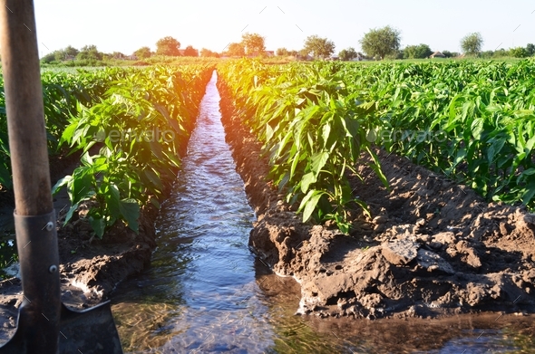 watering of agricultural crops, countryside, natural watering ...