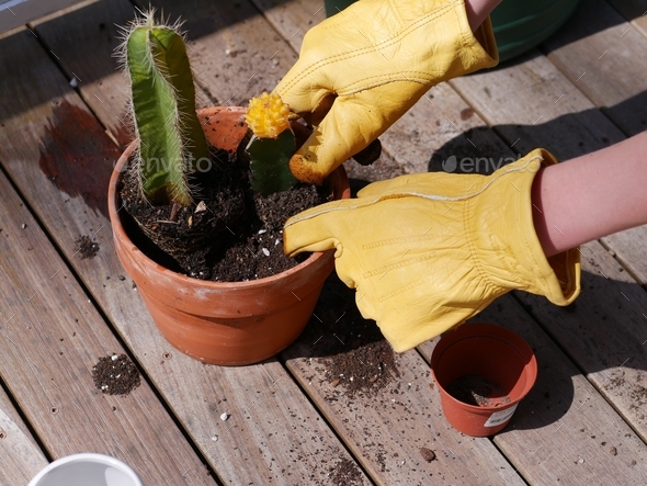 planting a cactus, wearing gloves Stock Photo by ehpyle | PhotoDune