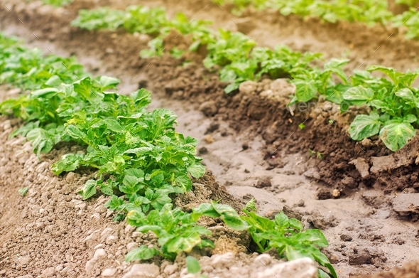 Potato rows growing in the field Stock Photo by iLixe48 | PhotoDune