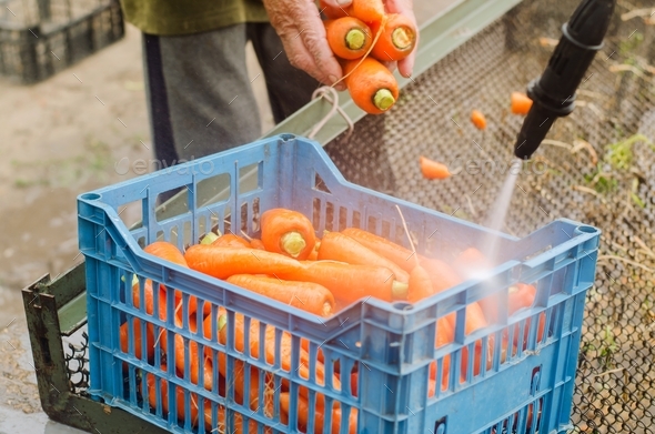 The process of cleaning freshly harvested carrots from the soil using ...