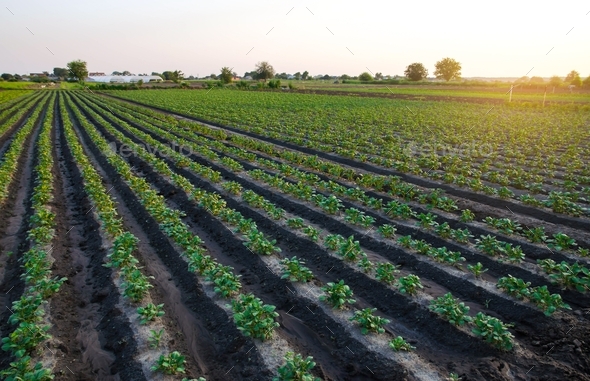 Potato plantation on the farm in the early morning sun. Stock Photo by ...