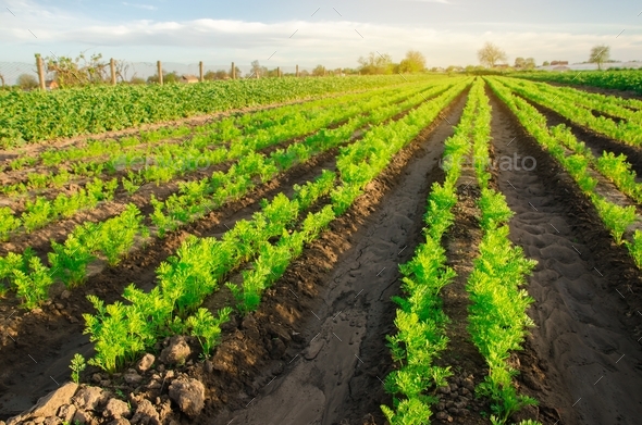 Carrot plantations grow in the field. Stock Photo by iLixe48 | PhotoDune