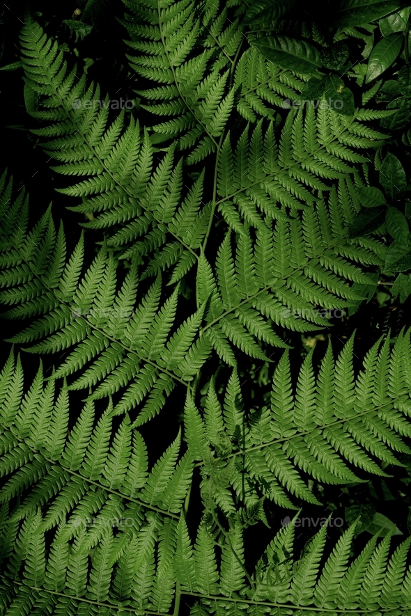 Leaf green topical light background texture Stock Photo by jiraist